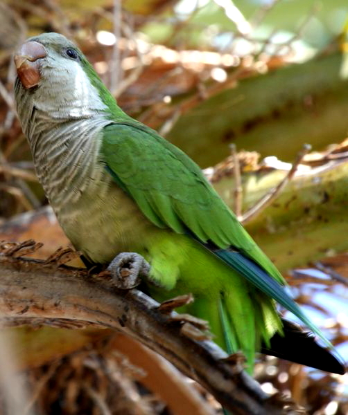 AVES DEL CIELO - BIRDS OF HEAVEN: COTORRA ARGENTINA-MYOPSITTA MONACHUS ...